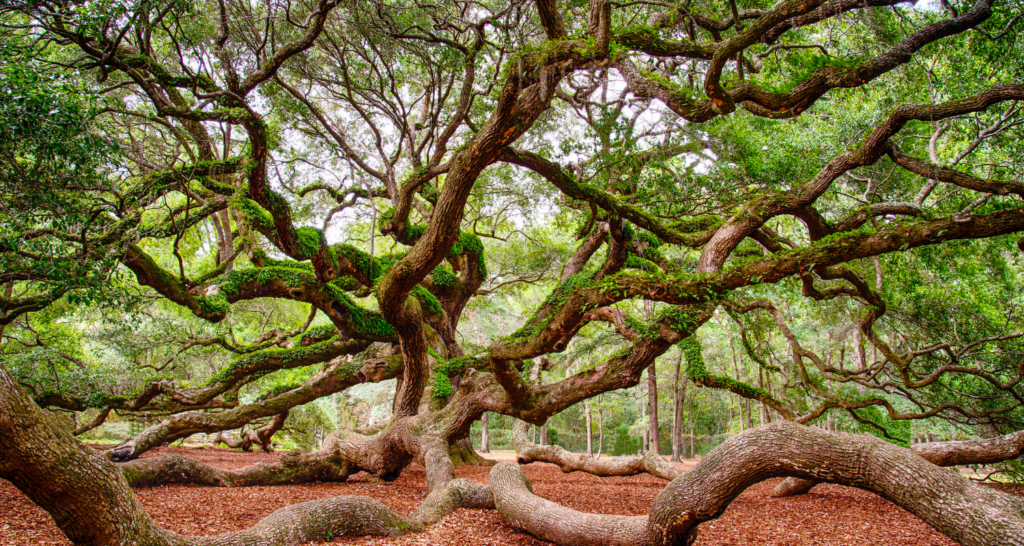 5 of the Best Unique Outdoor Charleston Activities for Your Spring ...